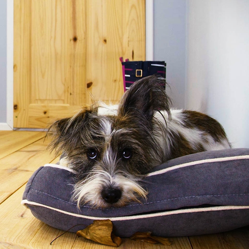 Faites la connaissance de Widget, la star de notre vidéo promotionnelle ...