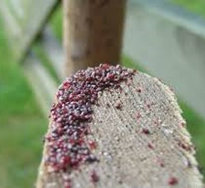 Comment prévenir et traiter les poux rouges - Omlet Blog France