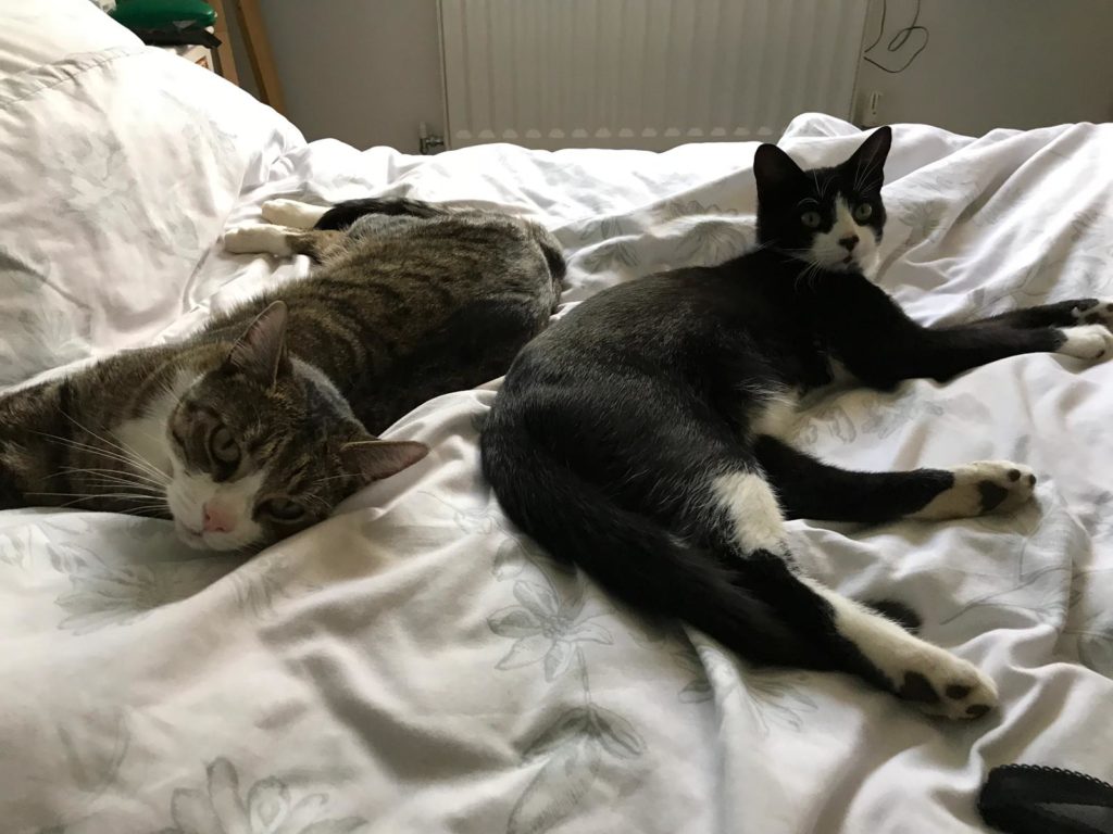 Présenter un nouveau chat à votre matou - Omlet Blog France