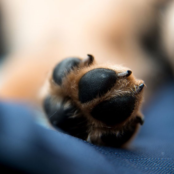 Comment les animaux utilisent-ils leurs pattes? - Omlet Blog France
