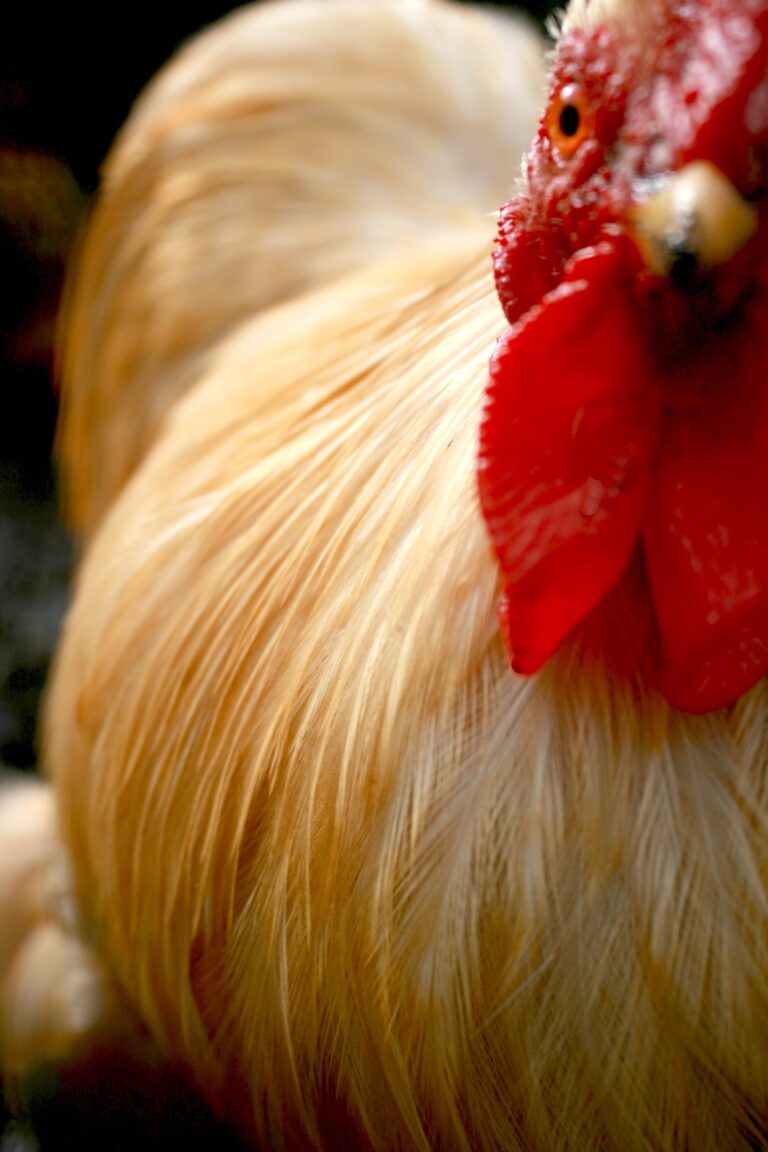 Tout ce qu’il faut savoir sur les coqs - Omlet Blog France