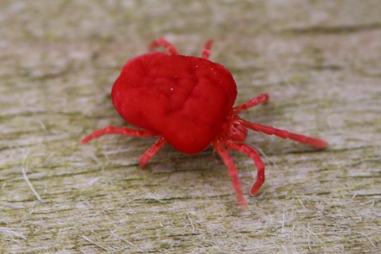 Qu’est-ce que les poux rouges et pourquoi sont-ils le pire cauchemar d ...