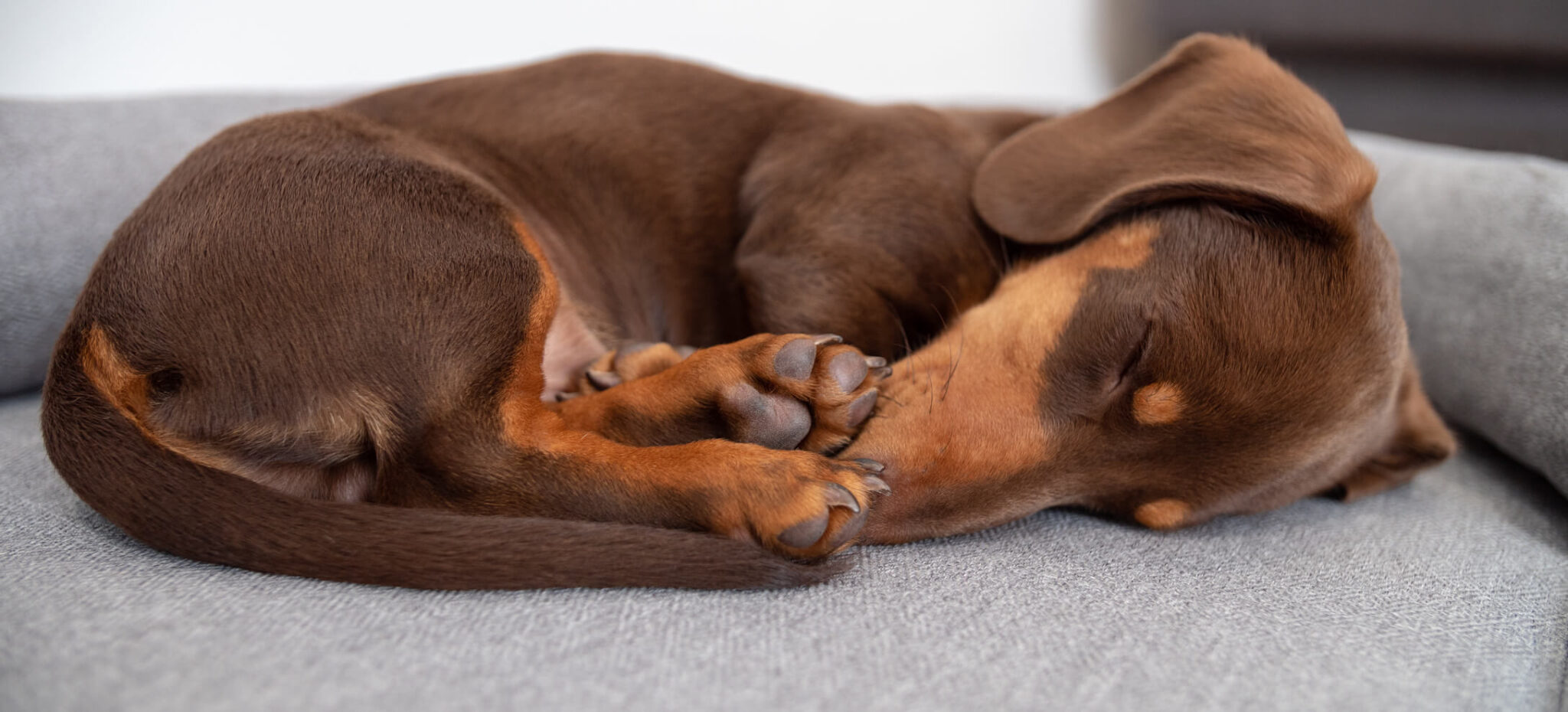 8 positions de sommeil des chiens et leurs significations - Omlet Blog ...