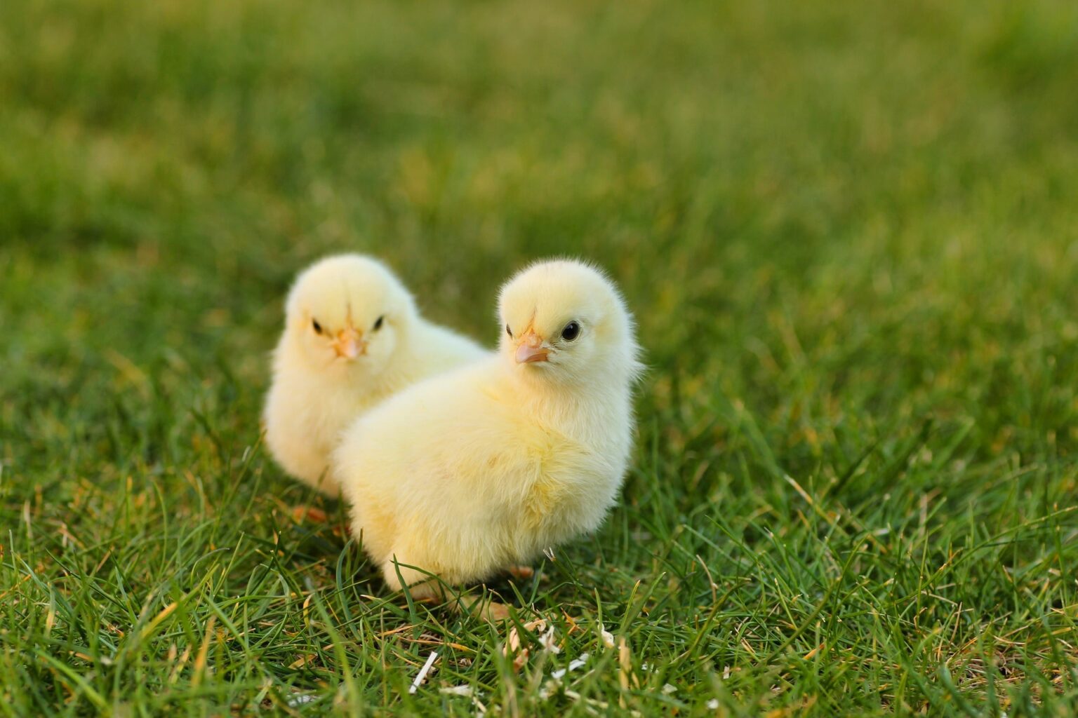 Comment déterminer l’âge d’une poule - Omlet Blog France