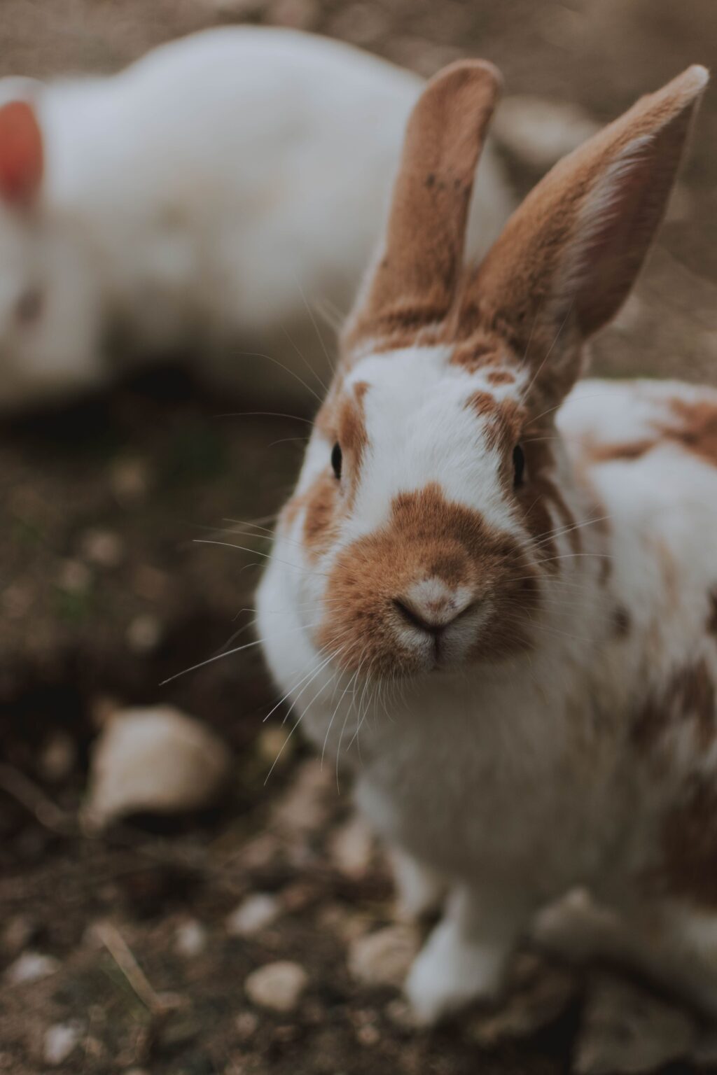 Comment choisir la race de lapin qui vous convient le mieux ? - Omlet ...