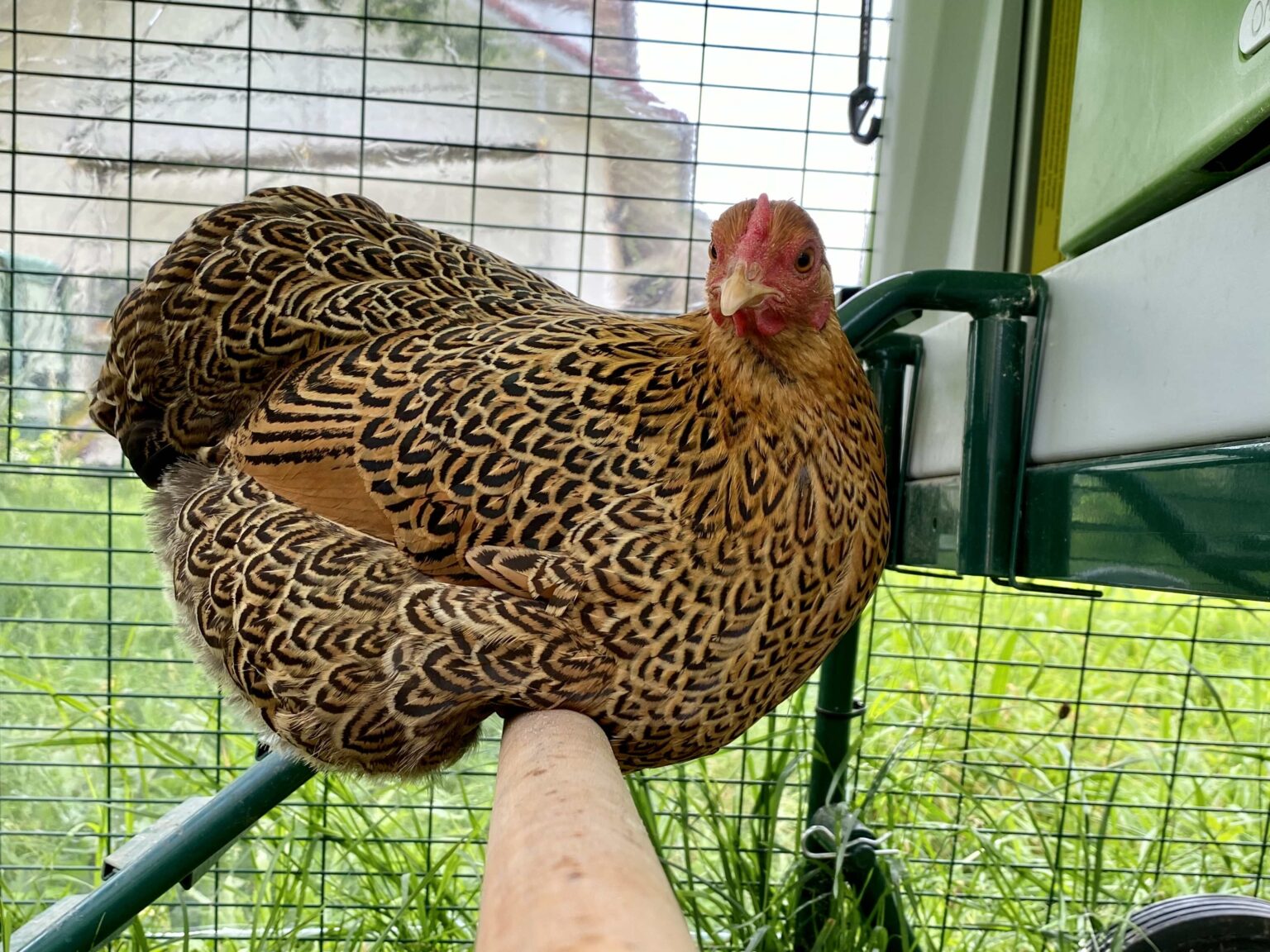 8 astuces pour faire pondre plus d’œufs à vos poules - Omlet Blog France