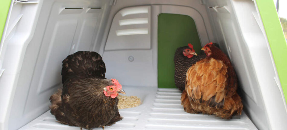 Comment différencier un jeune coq d’une poule - Omlet Blog France