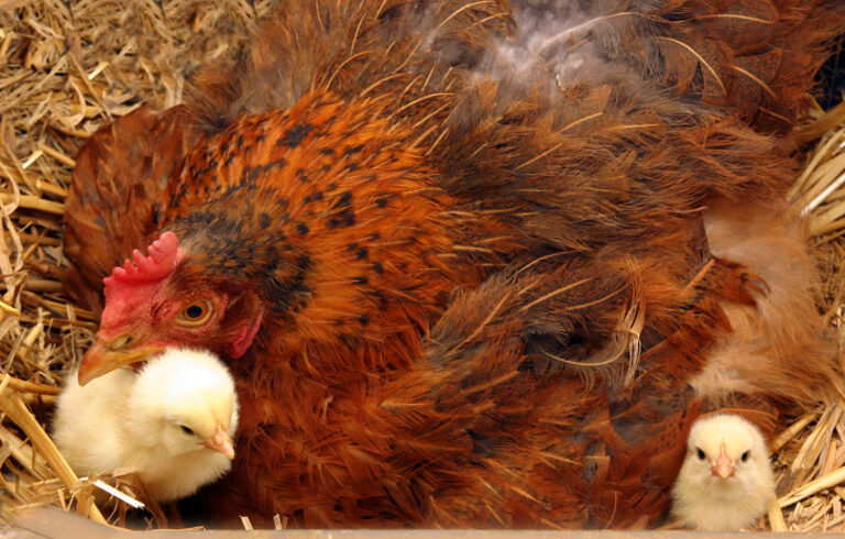 Comment différencier un jeune coq d’une poule - Omlet Blog France