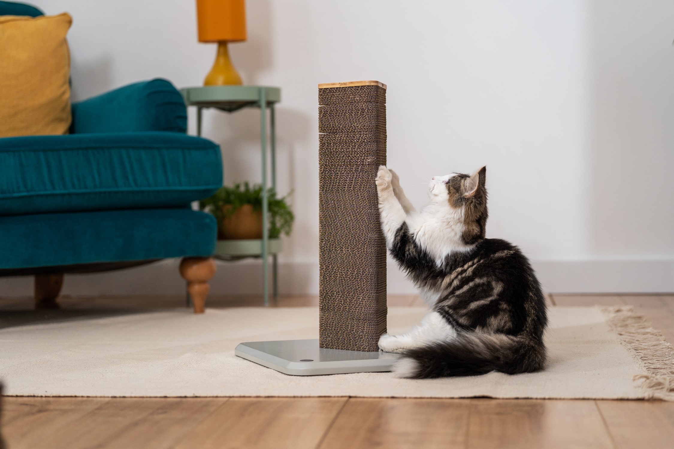 Comment habituer votre chat à utiliser un griffoir ? - Omlet Blog France