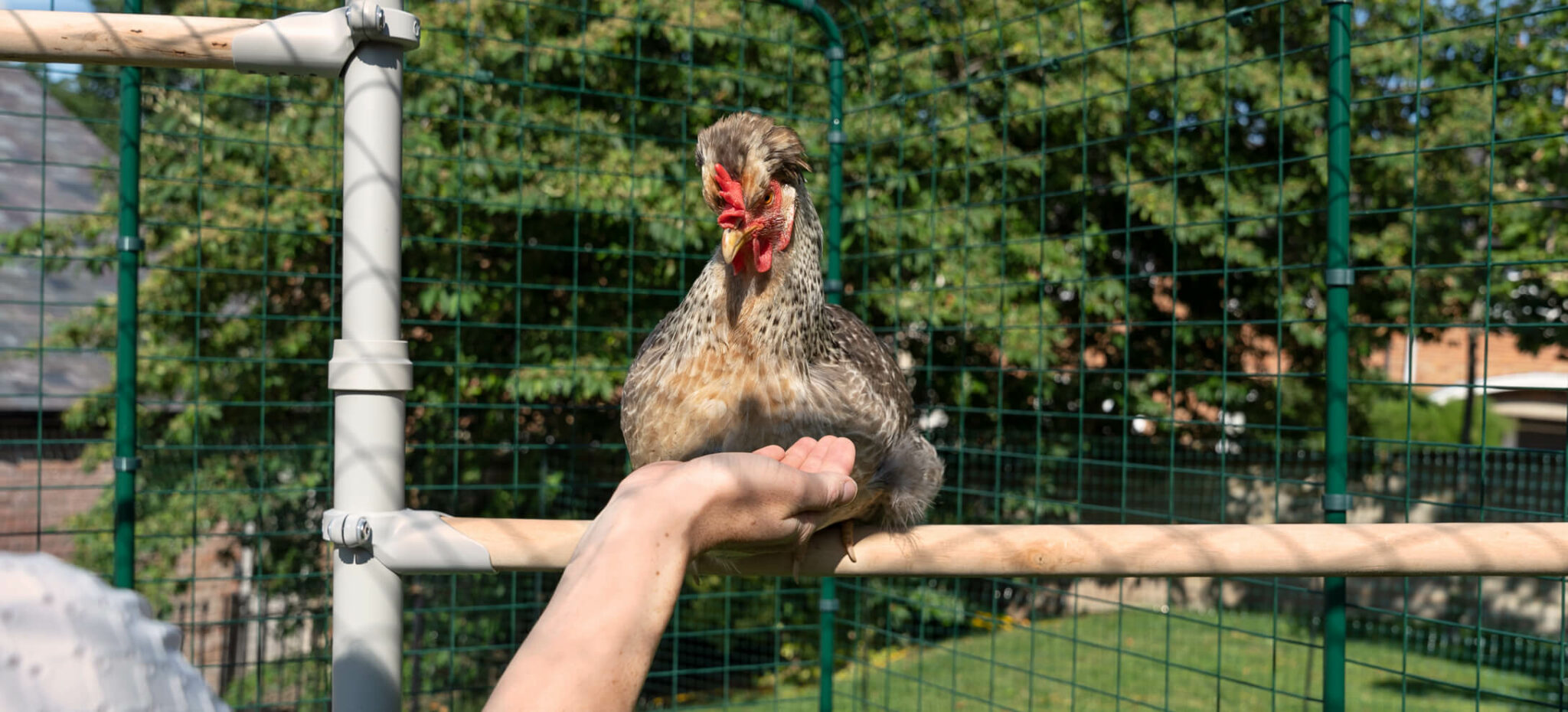 Guide Omlet : L’élevage de poules pour les débutants - Omlet Blog France