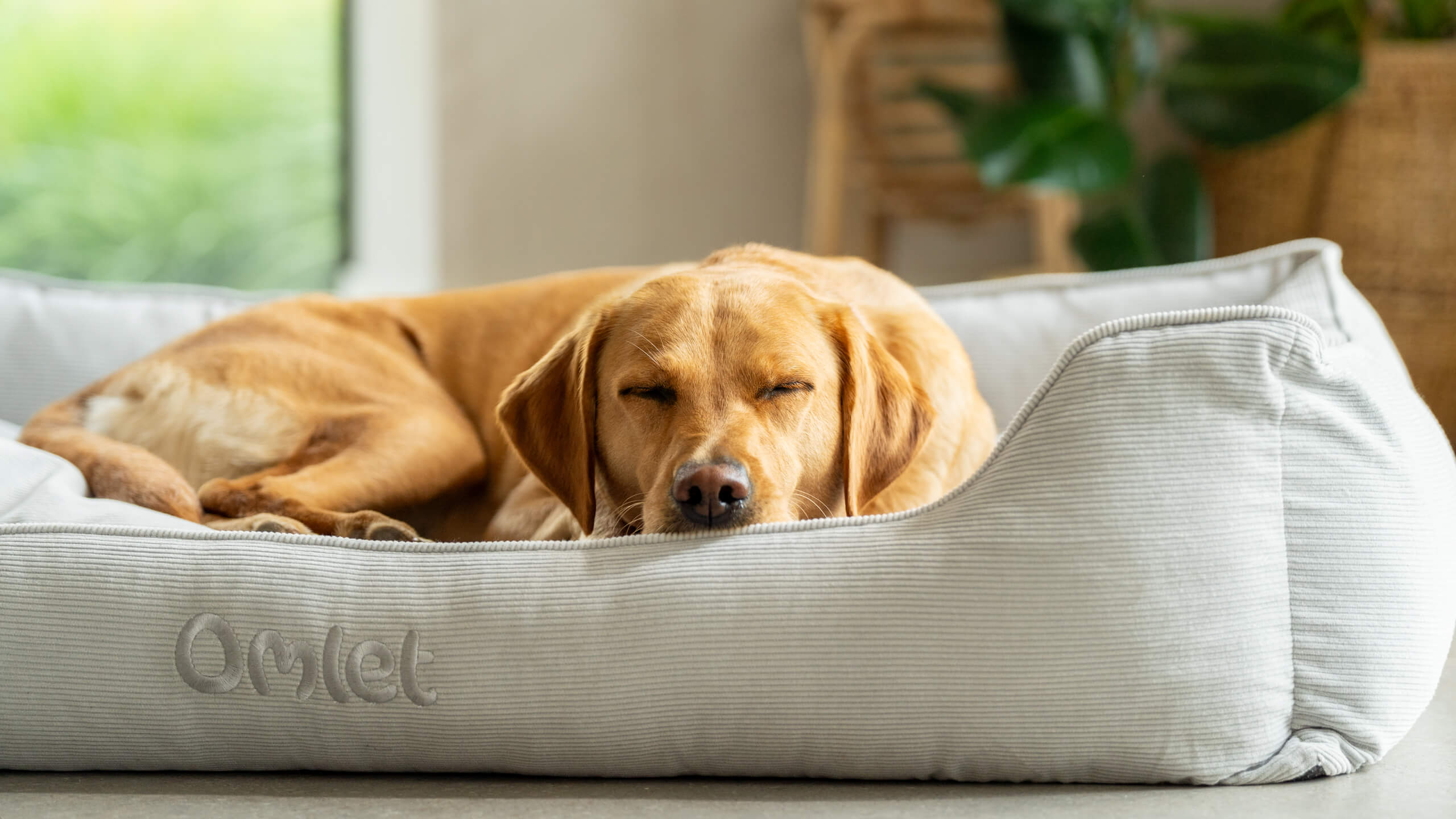 Qu’est-ce qui empêche mon chien de dormir ? - Omlet Blog France