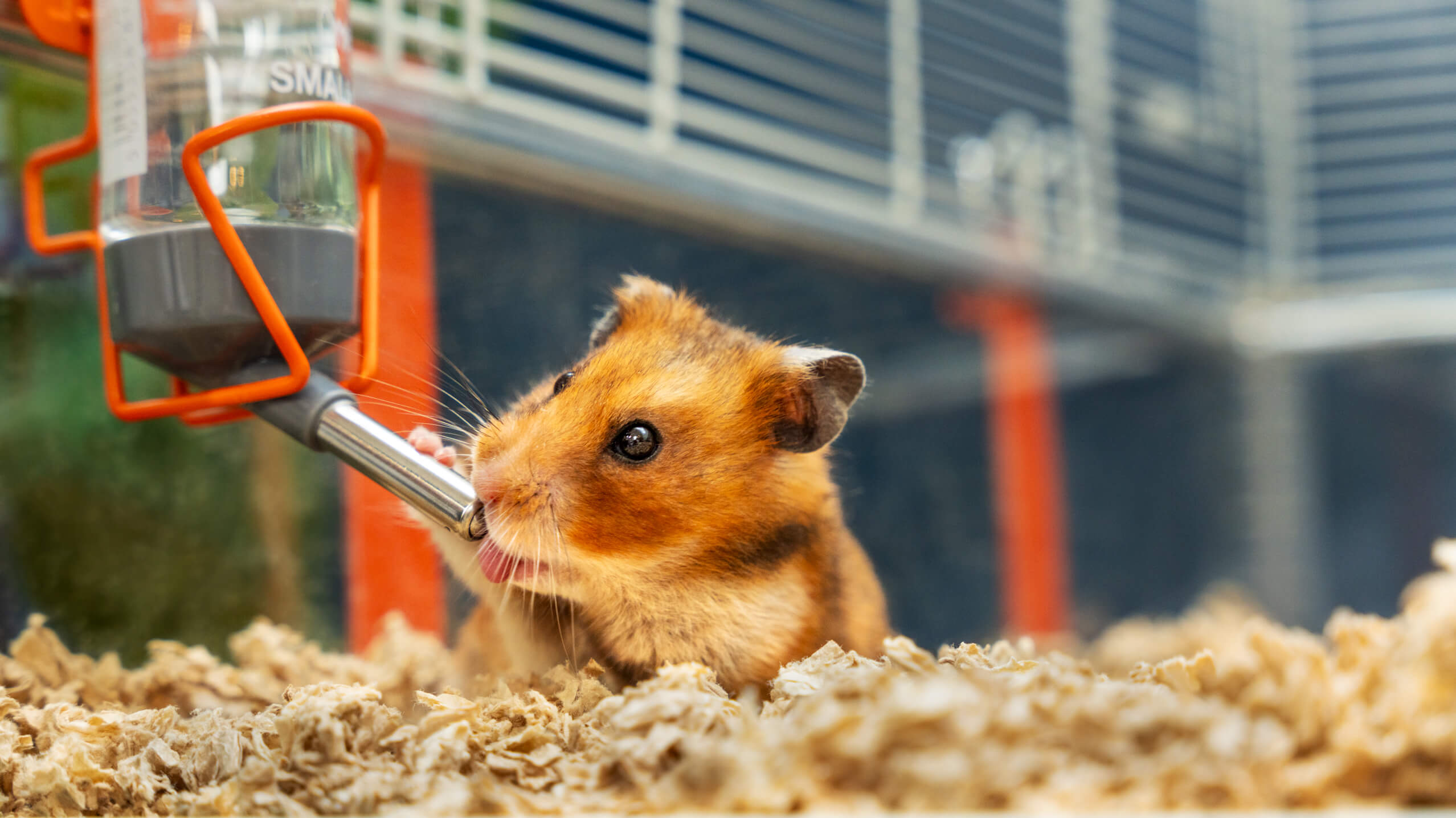 Guide pour un hamster heureux - Omlet Blog France